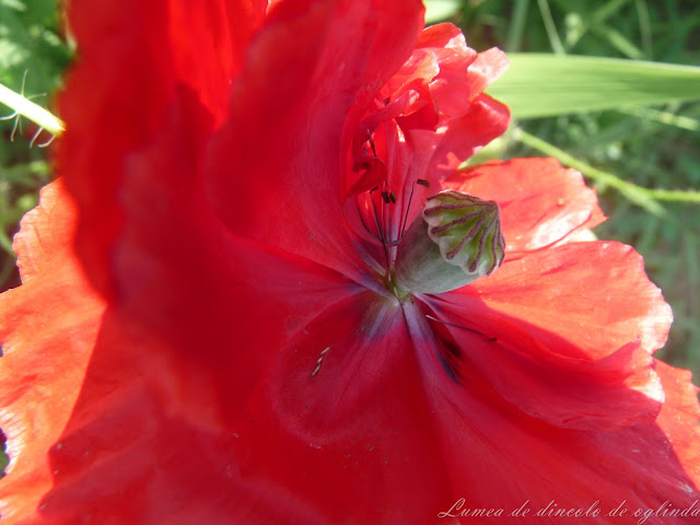 Lumea de dincolo de oglinda: Maci si flori de camp....