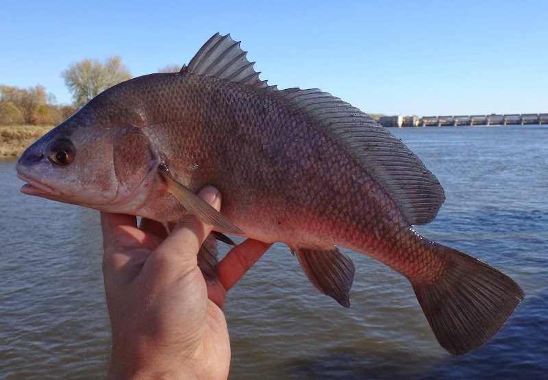 Ben Cantrell's fish species blog: Round Gobies in the Illinois River