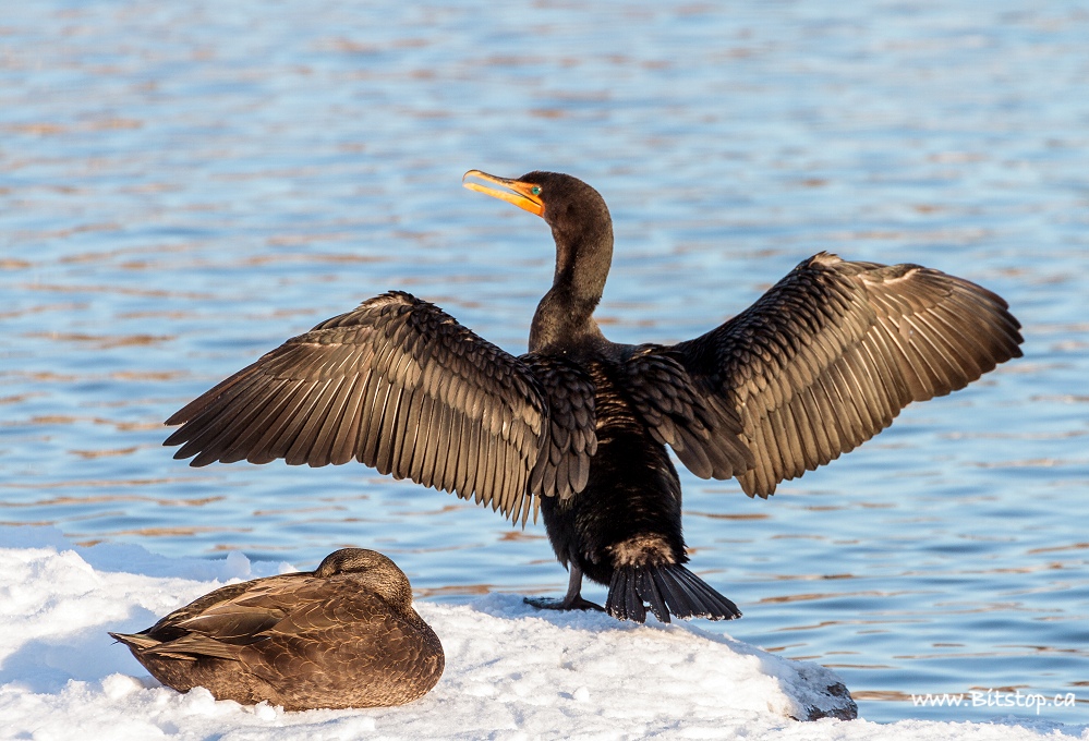 Bitstop: Cormorants