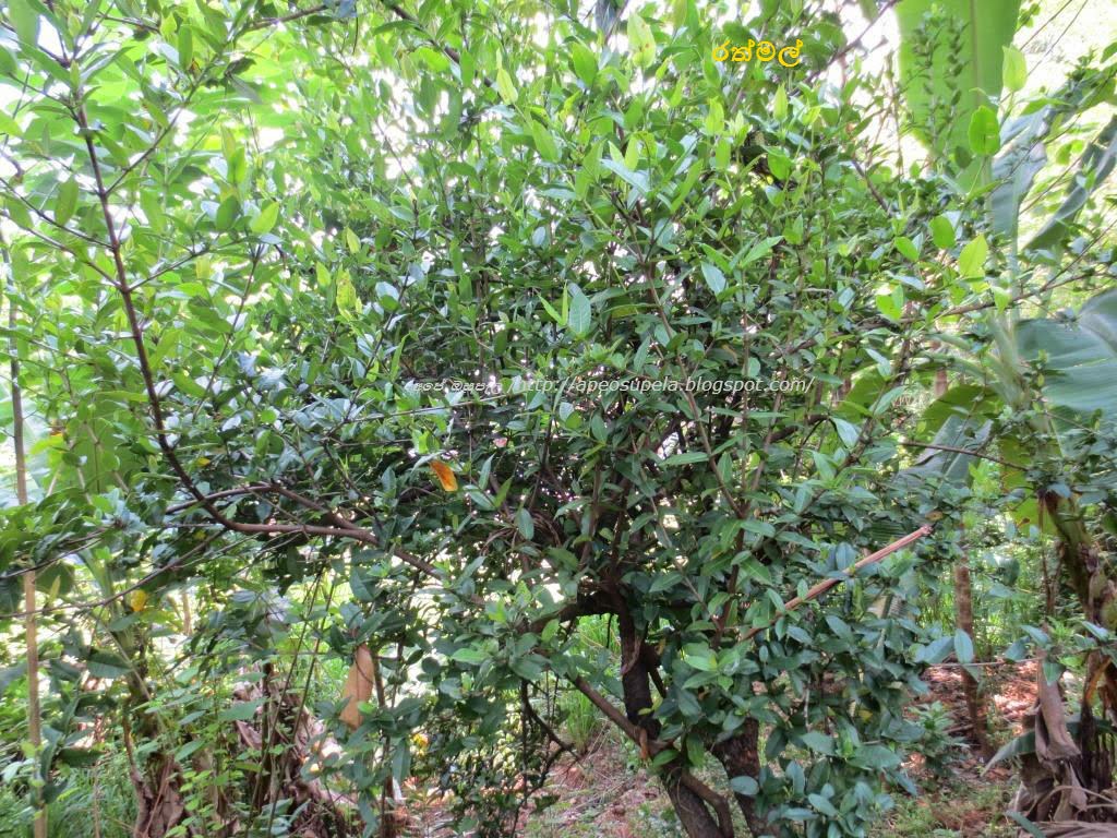 රත්මල් [Rathmal] (Ixora coccinea) ~ අපේ ඔසුපැළ Medicinal Plants of Sri ...