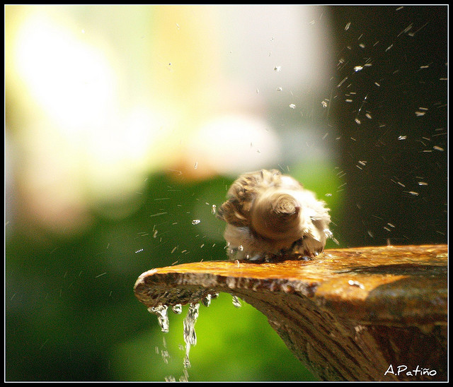 Fotografiando mi Mundo: Selección de mis mejores fotos de aves