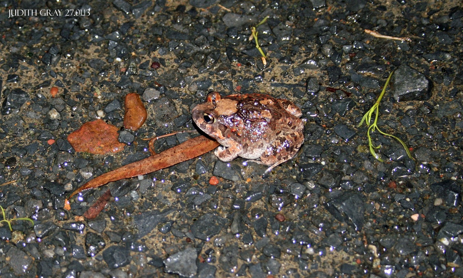 Ornate Burrowing-Frog's 27/01/13
