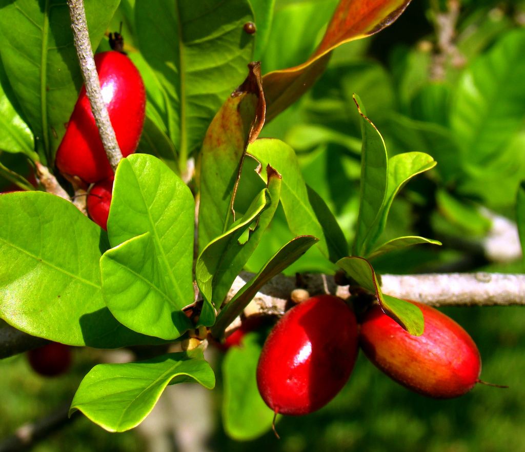 Meridianos: Synsepalum dulcificum, la Fruta Milagrosa