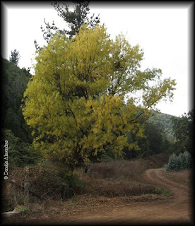 especies chilenas: El Sauce criollo (Salix humboldtiana)