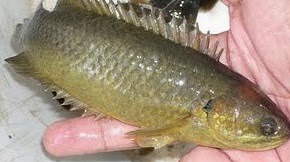 Anim Agro Technology: IKAN PUYU - MENGENALI DIA