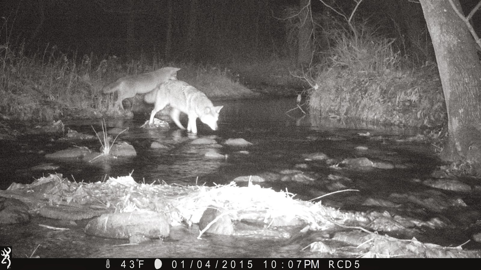 A Case Of Wildlife Fever: Northern Virginia Coyotes: Part II