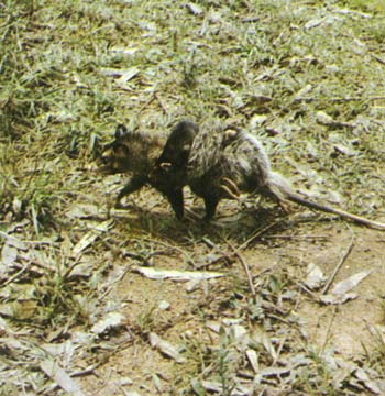 tireotubo: Cassaco, o gambá que vive no Ceará.