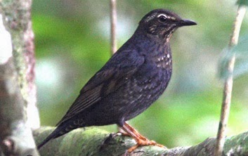 Jenis Jenis Burung Anis di Indonesia ~ Gembala News