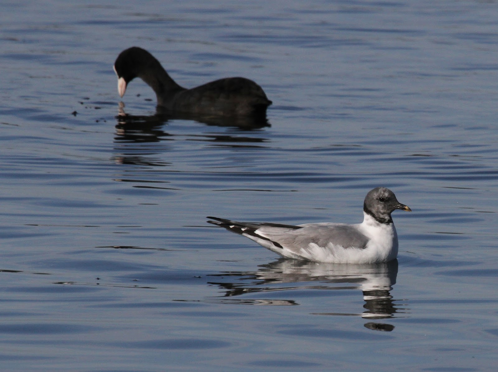 We Bird North Wales: Birding Blighty : Bird and Wildlife Watching in ...