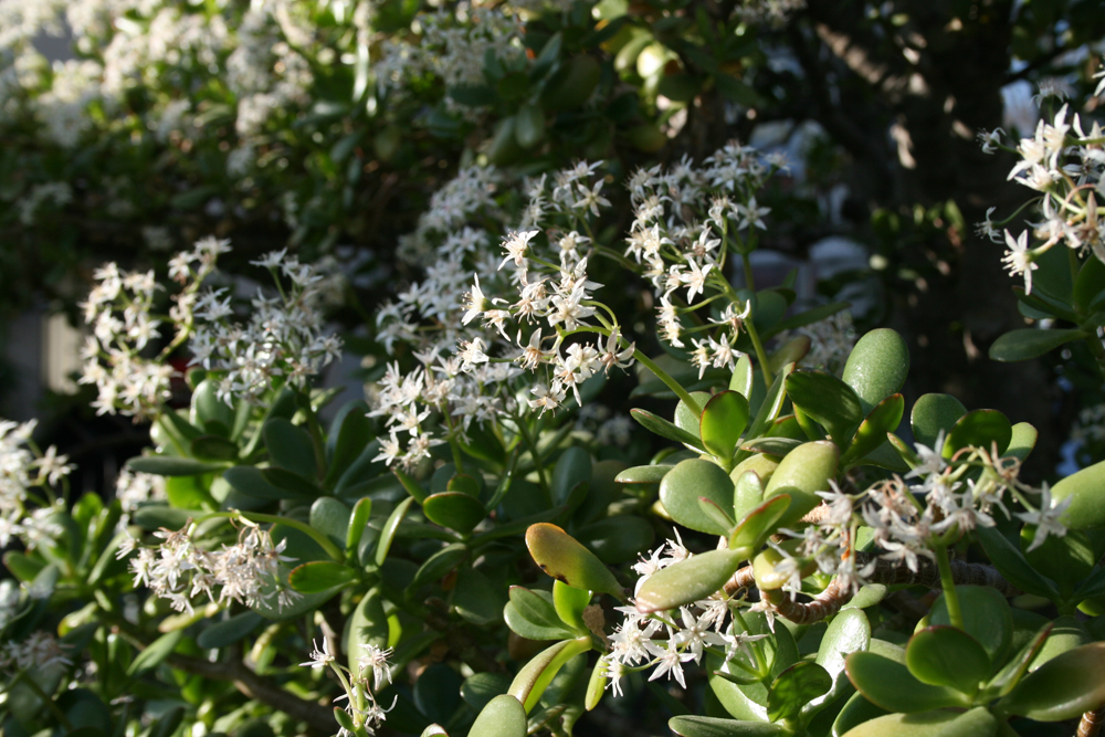 Puutarhailmiöitä: Kukkiva rahapuu ja muuta kaunista Talvipuutarhassa