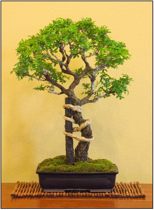 REHABILITACIÓN Y MEDICINA FÍSICA. Mirando al futuro.: El árbol de Andry