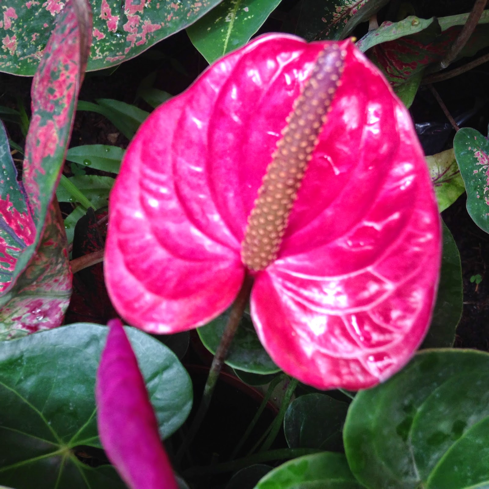 Kert Napravnik´s: Anturios