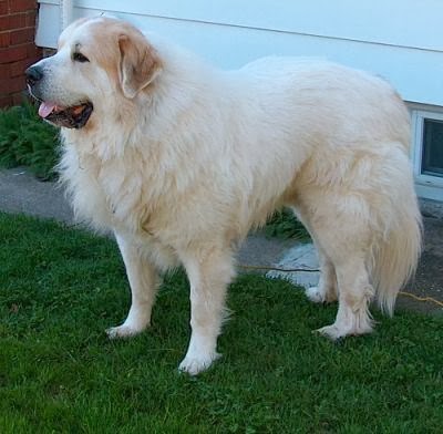 Homesteading in Prince Edward Island: Great Pyrenees Dogs