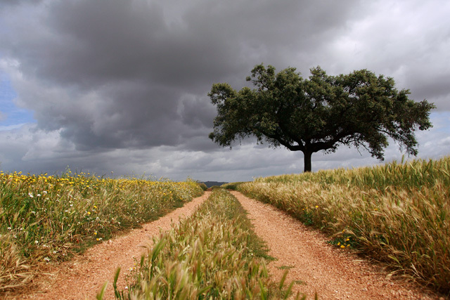 Alentejo - one of the most beautiful regions of Portugal: Winter in ...