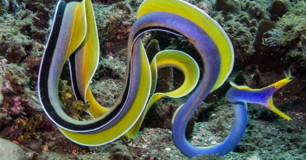Belut Laut Yang Menakjubkan - Ribbon Eel (Rhinomuraena quaesita) |MyRokan