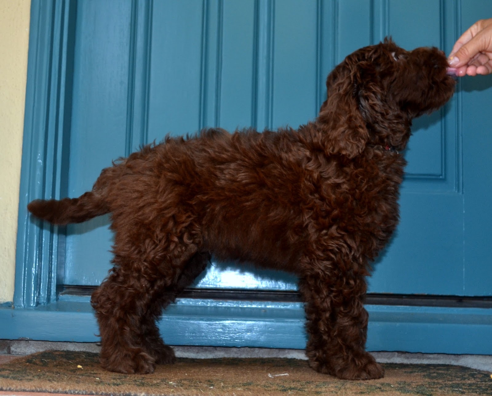 Golden Gate Labradoodles: Authentic Australian Labradoodles: Male ...