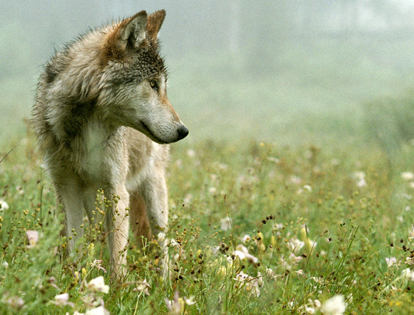 White Wolf : Shades of Gray: Living with Wolves (Video)