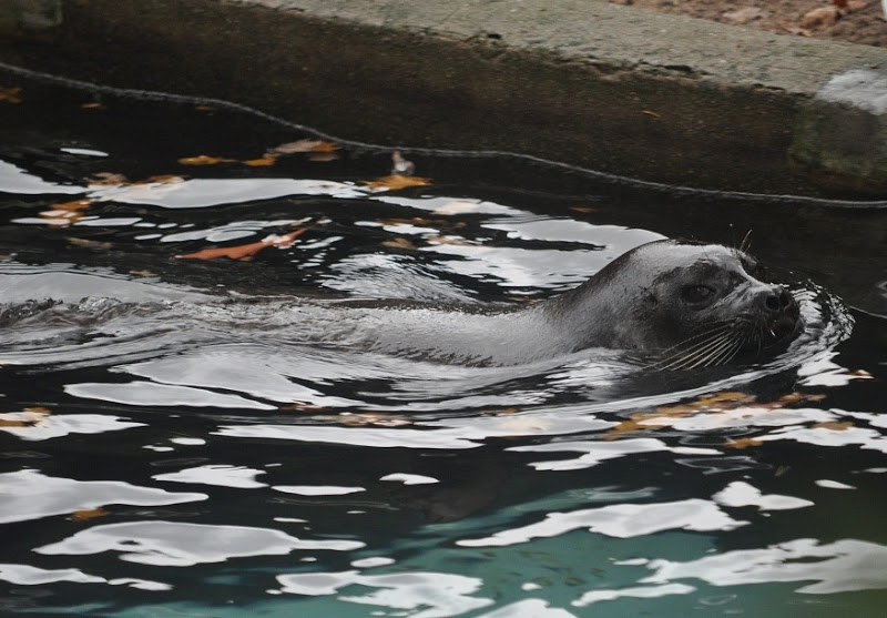 ZOOTOGRAFIANDO (6.096 ANIMALS): FOCA OCELADA / BALTIC SEAL (Pusa hispida)