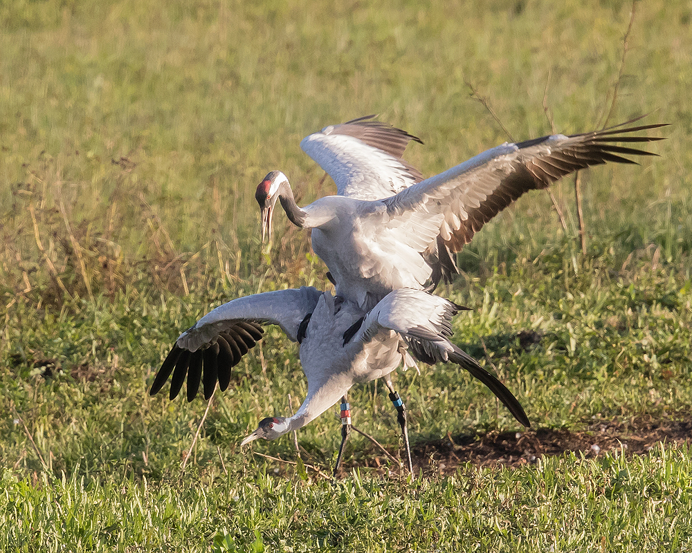 CAMBRIDGESHIRE BIRD CLUB GALLERY: Common Crane
