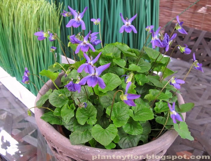 Plantas y flores: Viola odorata