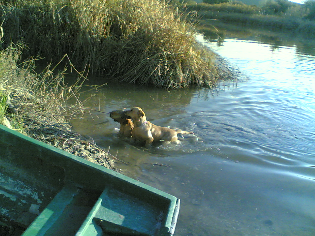 El Pueblo Peludo: Molongo, Molongo!