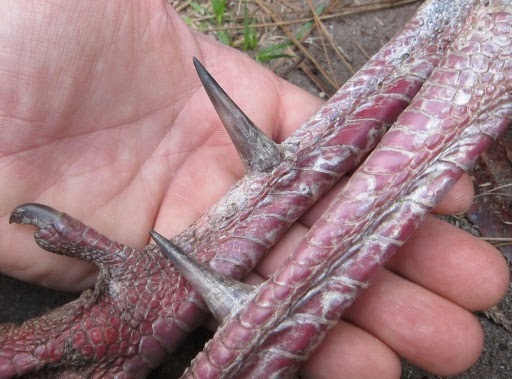 trophy-hunting: Big Osceola Turkey Spurs 2014!