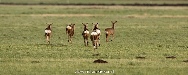 Hijgend hert der jacht ontkomen...