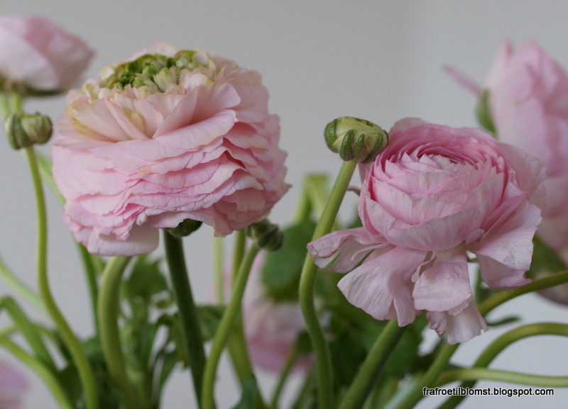 Fra frø til blomst: Ranunkler