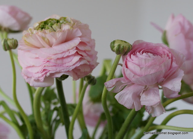 Fra frø til blomst: Ranunkler