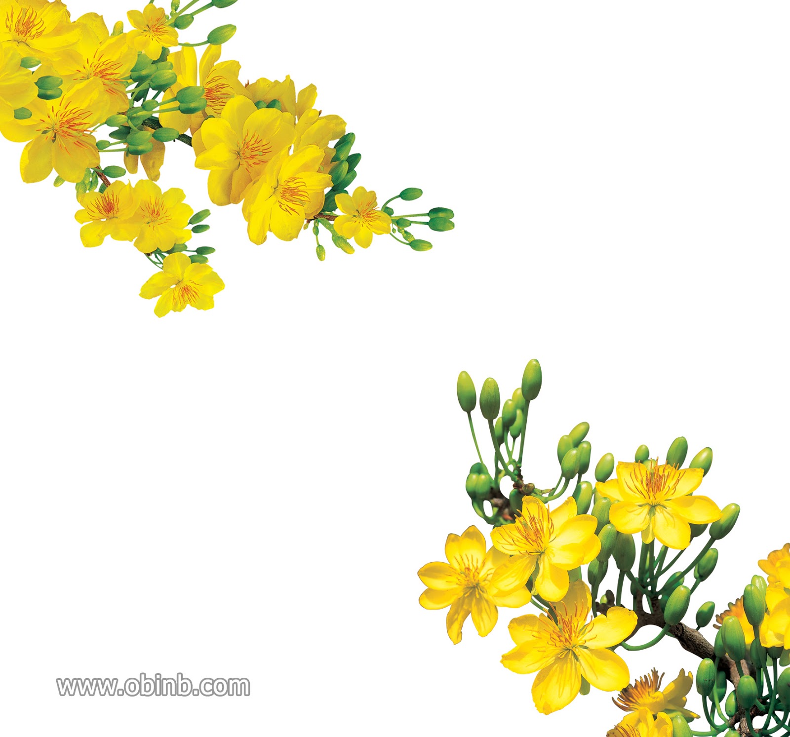 Tổng hợp Psd Hoa Đào - Hoa Mai tết miễn phí chất lượng cao cho designer ...