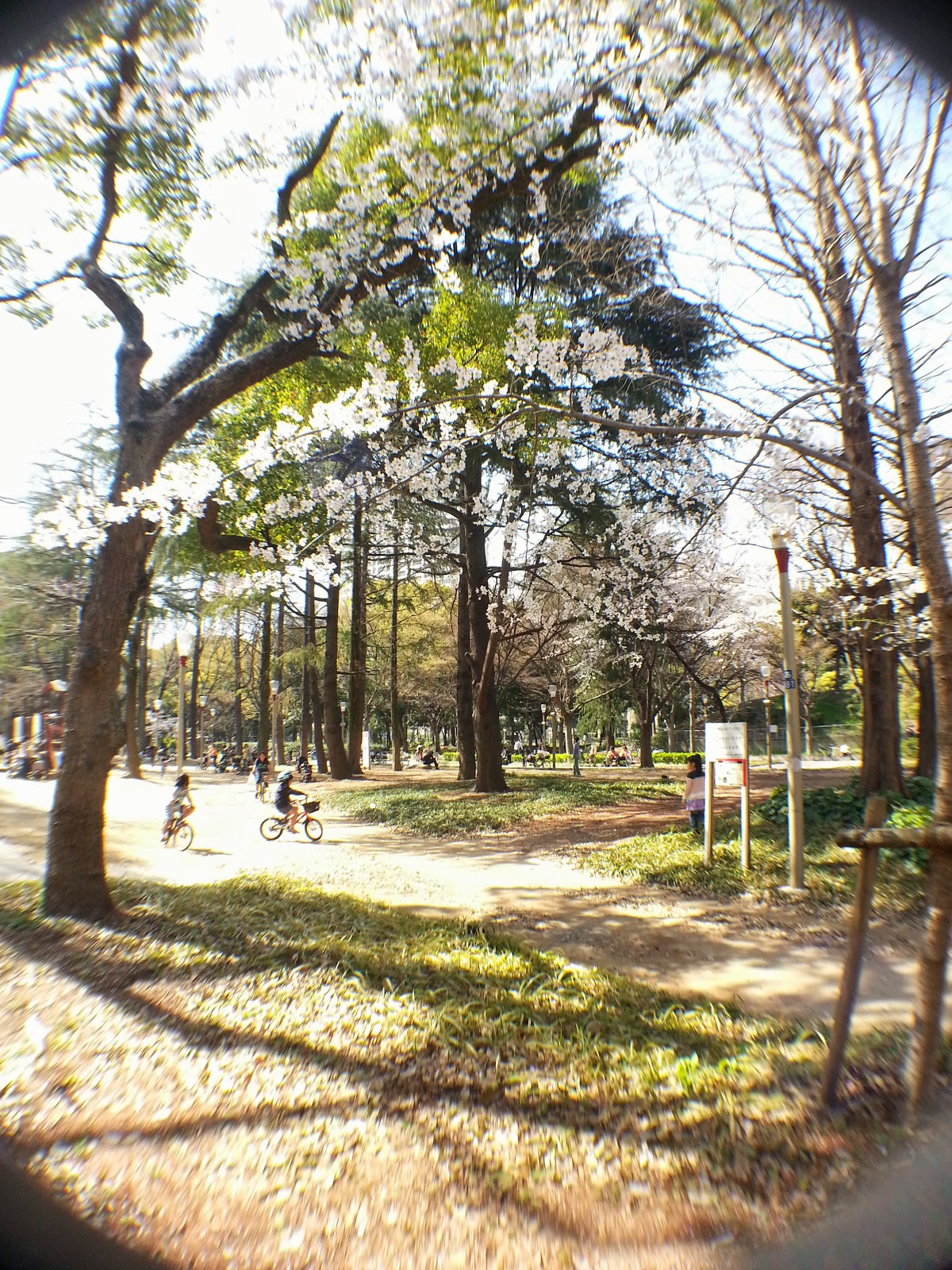 We Love K a n s a i: O-Hanami Spots in Osaka - Utsubo Park