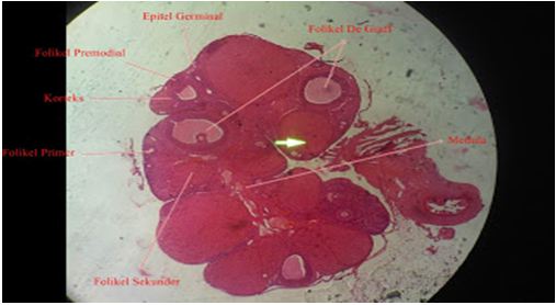 Embriologi 4 FKH Unsyiah