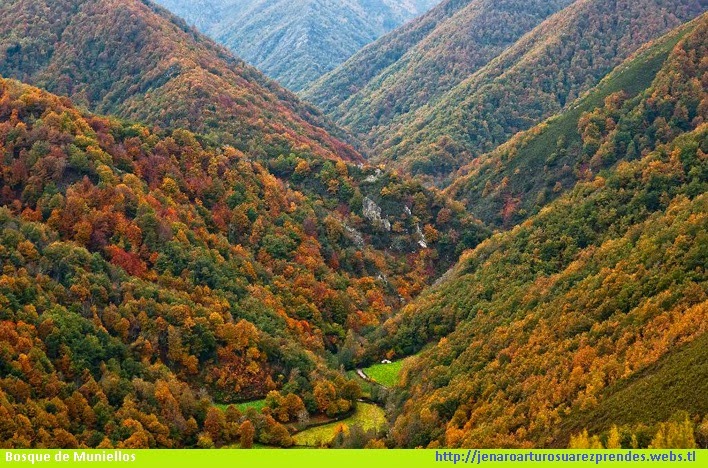 Asturias Naturaleza: Bosque de Muniellos Asturias
