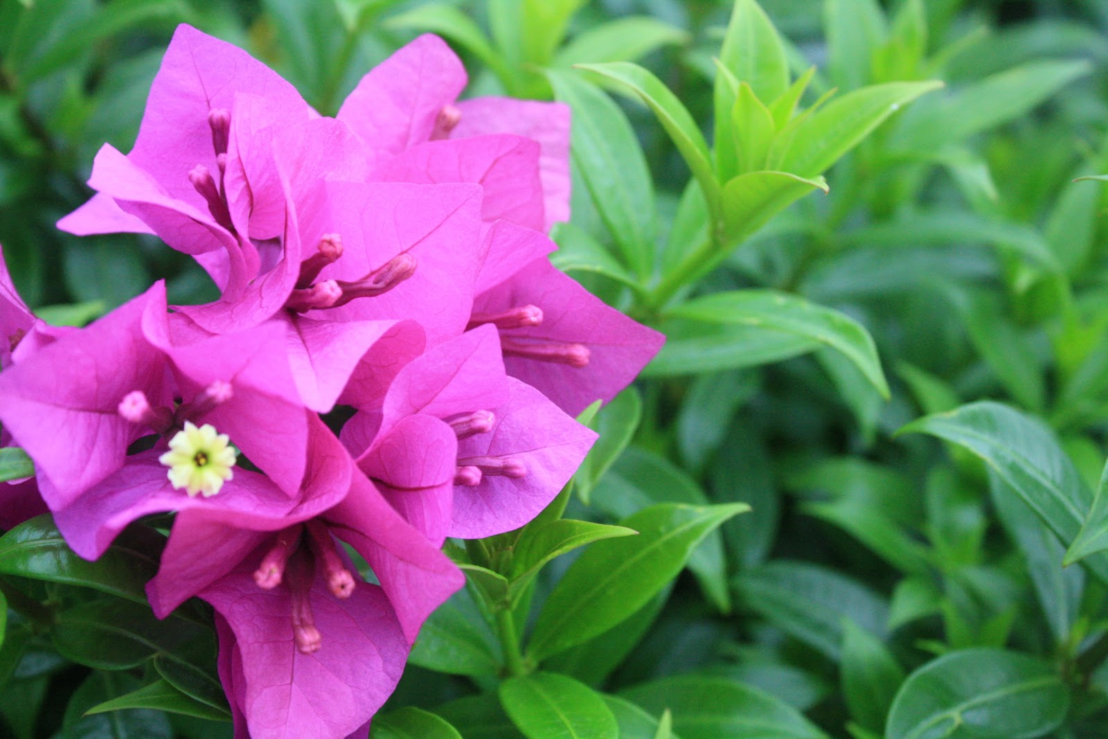 Cekgu dan Bengkel....: JENIS - JENIS TUMBUHAN @ POKOK HIASAN