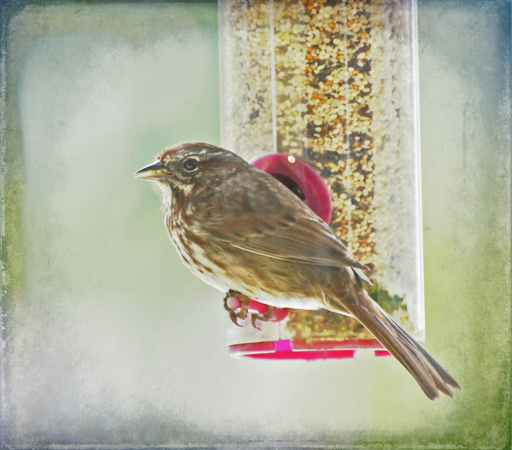 Picture a Day blog: My favorite weather is bird-chirping weather ...