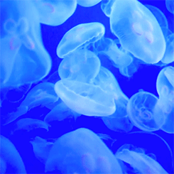 INFO: IMAGE OBOR-OBOR DI LAUTAN BIRU - TUBEPANAS