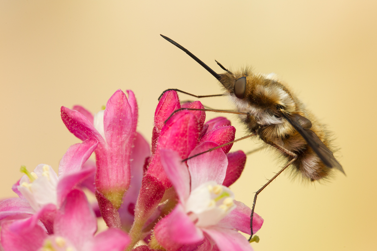 Matt Cole Macro Photography