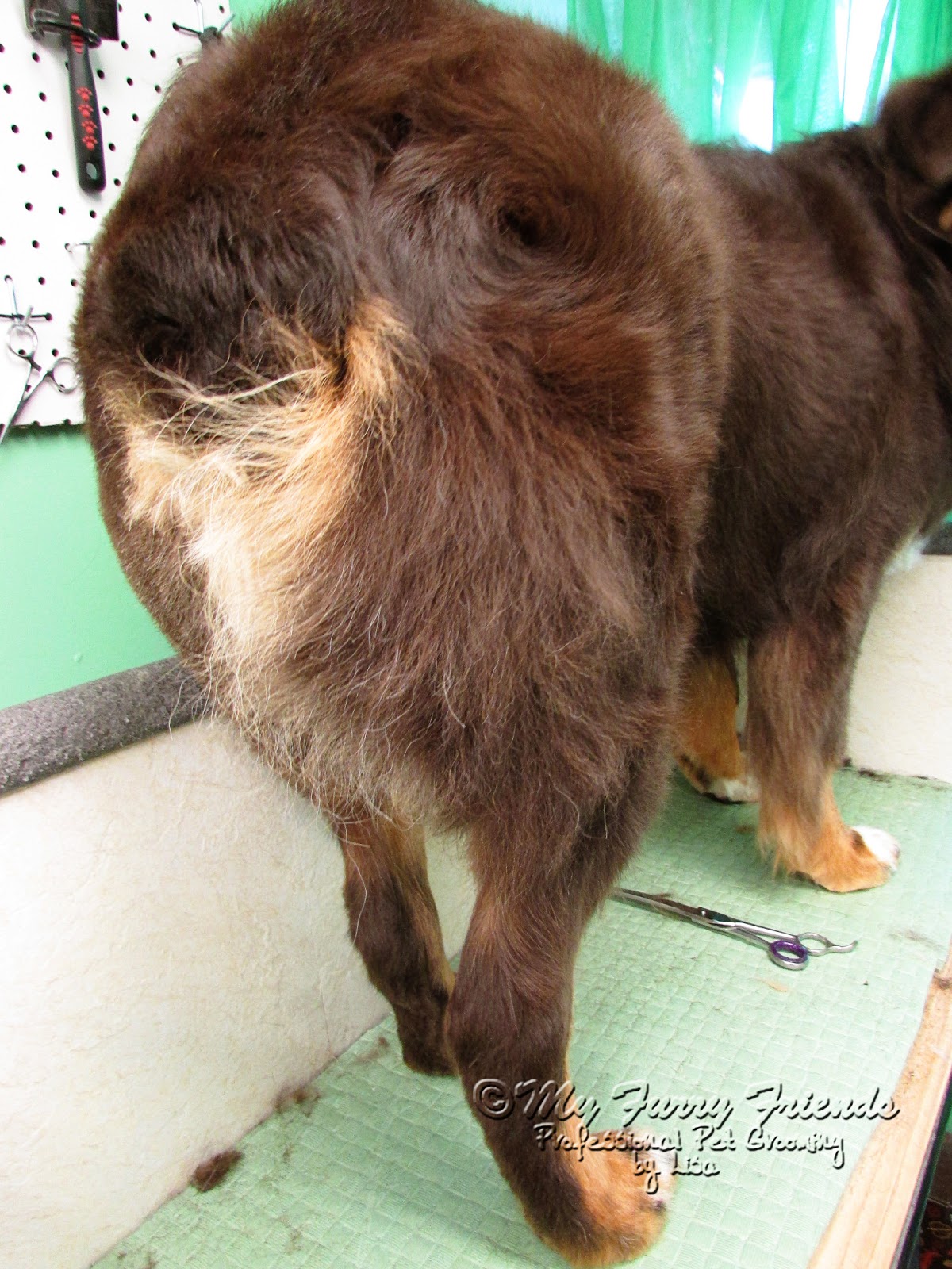 Pet Grooming: The Good, The Bad, & The Furry: Makeover Monday ...