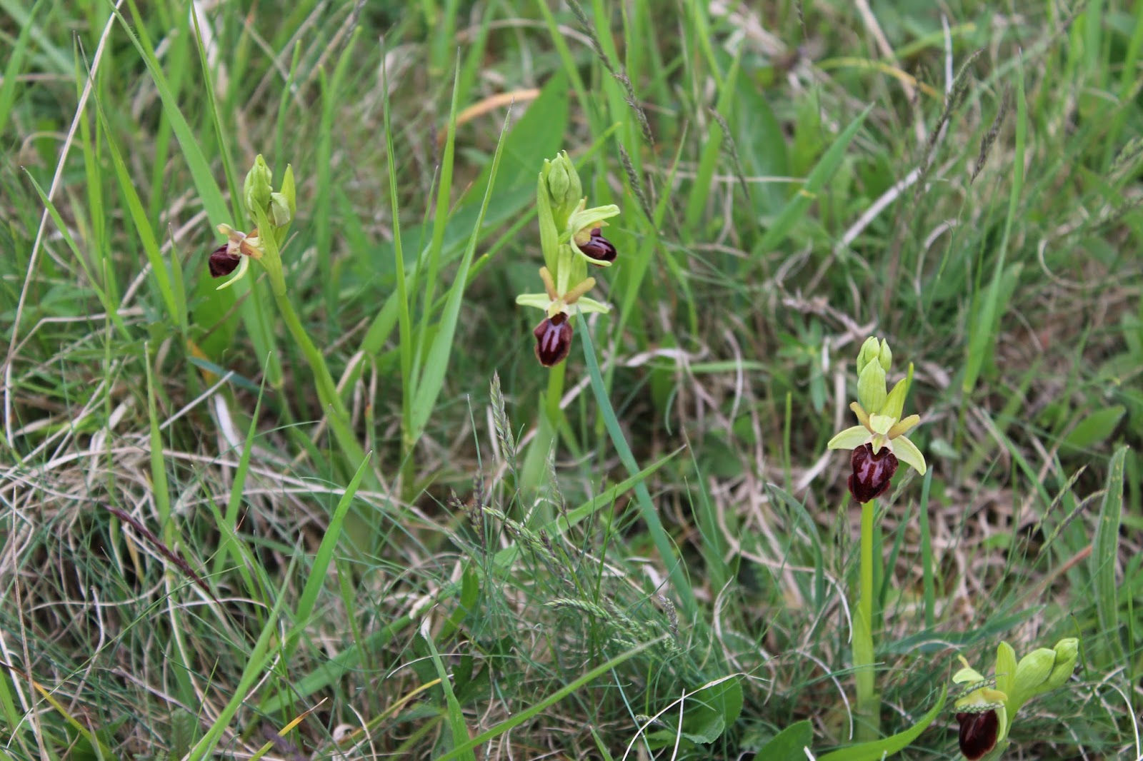 Tour de Plant: A Tengelici-réteken #5 Pókbangó