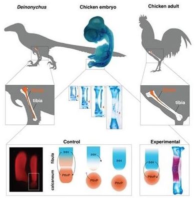 Phantoms and Monsters - Real Cryptid Encounter Reports - Fortean ...