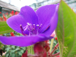 gardentropics: Flowers from Nilgiris