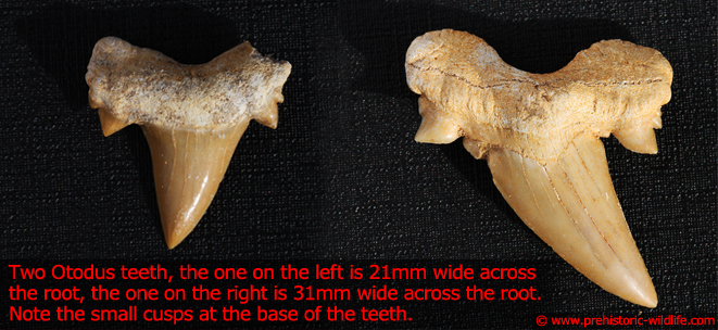 Escenarios prehistóricos: Otodus