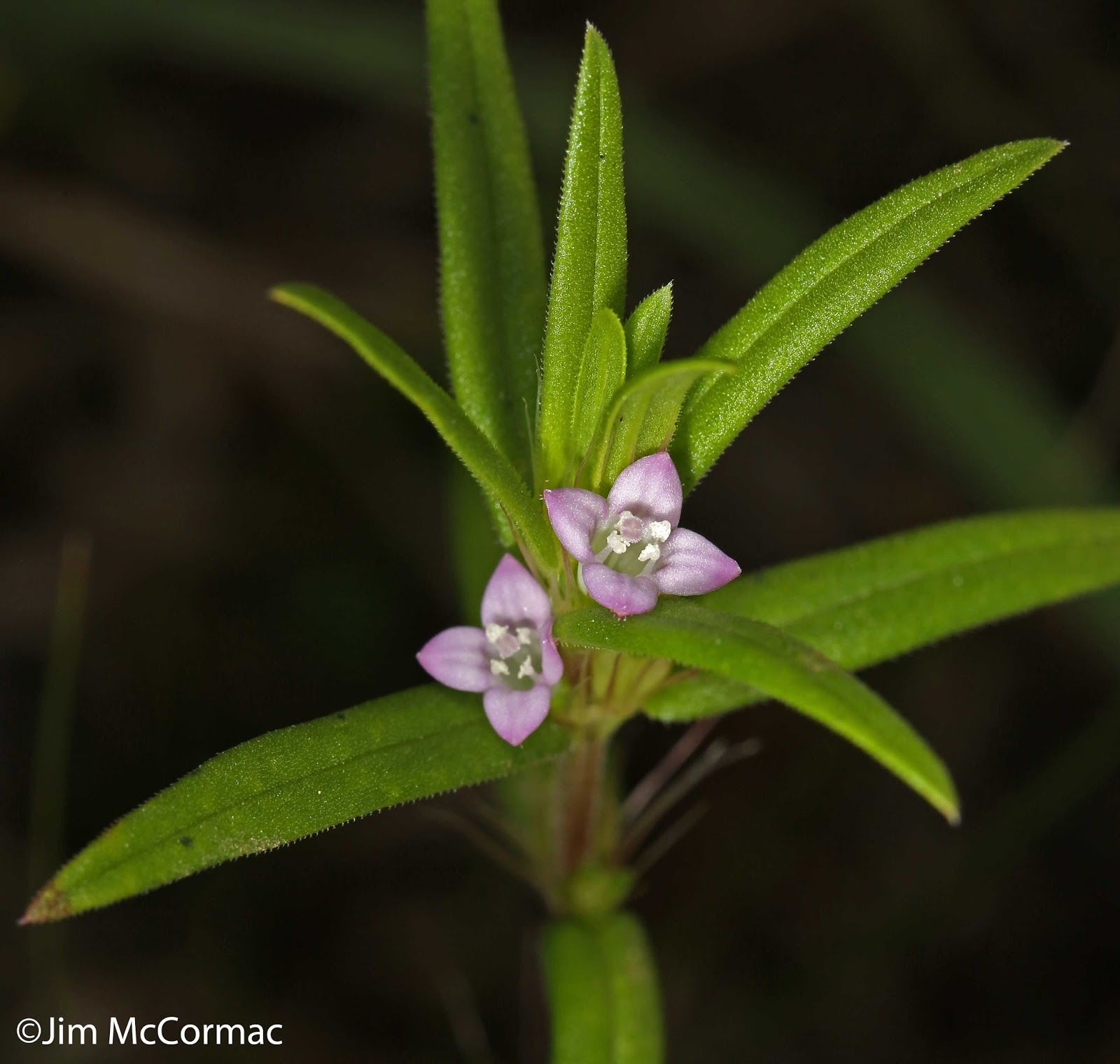 Ohio Birds and Biodiversity: Tersa Sphinx, reproducing in Ohio