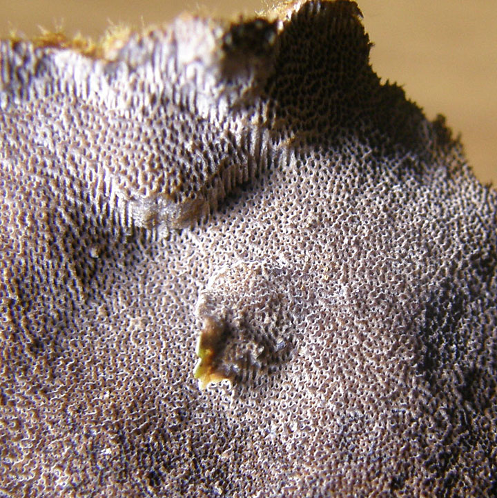 Anybody Seen My Focus?: Fuscoporia gilva (Mustard Yellow Polypore)