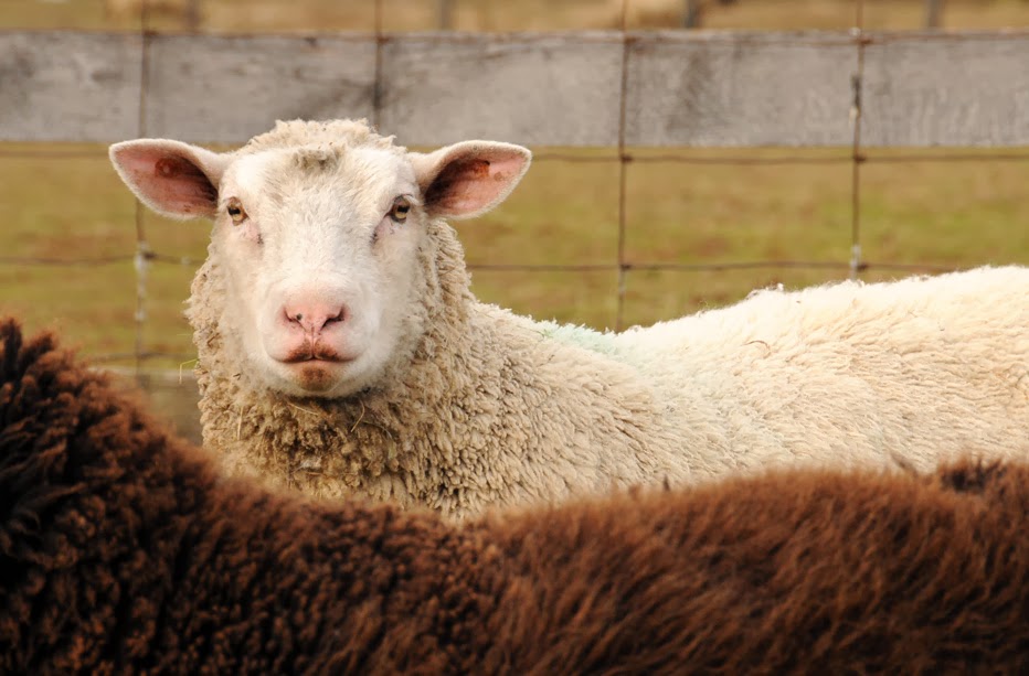 Punkin's Patch: The God Of Simple Shepherds