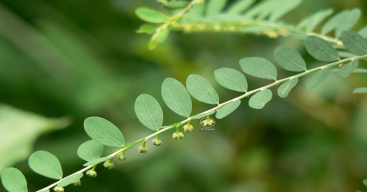 Medicinal Plants: Phyllanthus fraternus Nela usiri Bhumyamlaki ...
