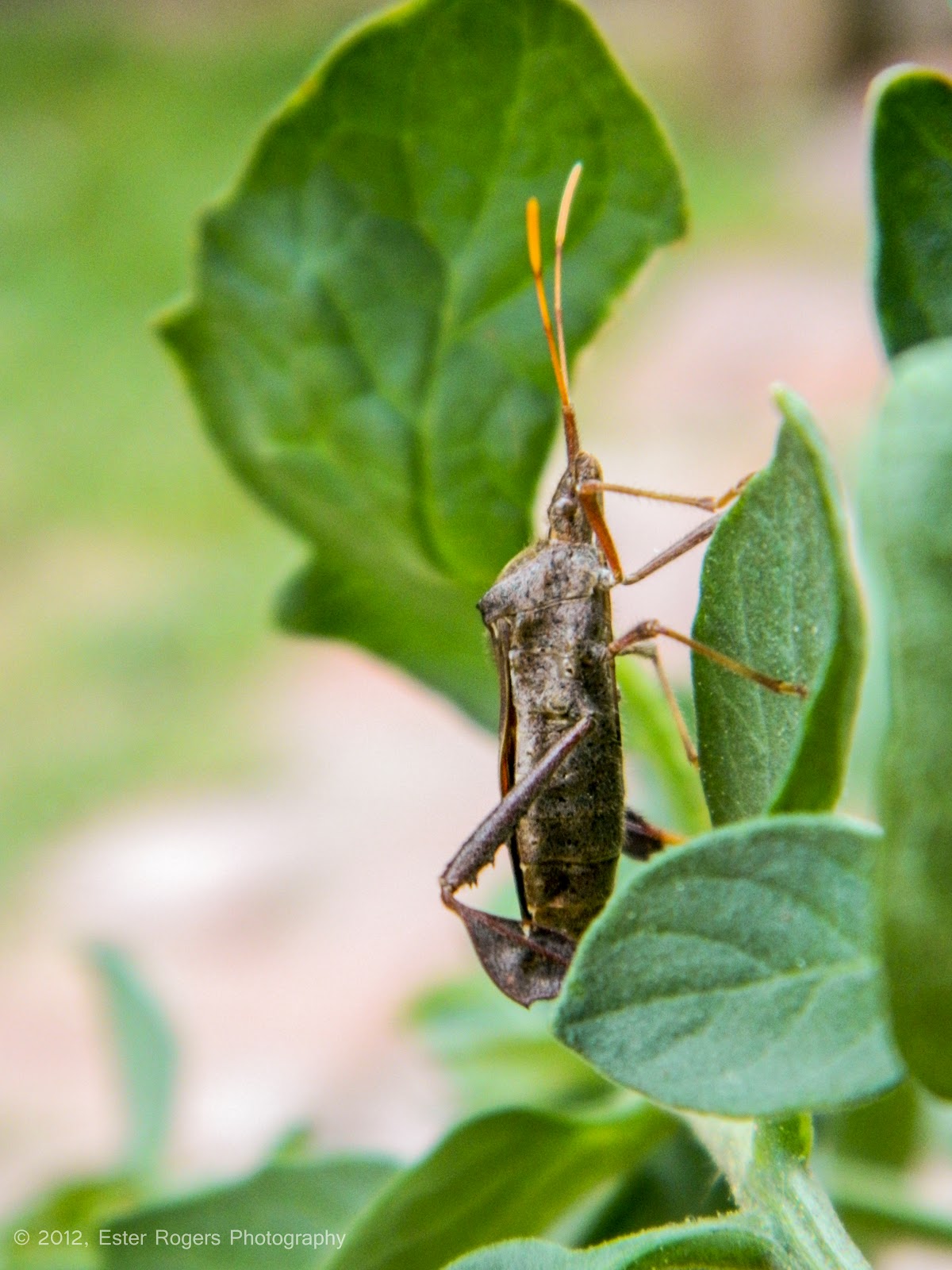 Ester Rogers Photography: Close Up Photos Of A Stink Bug