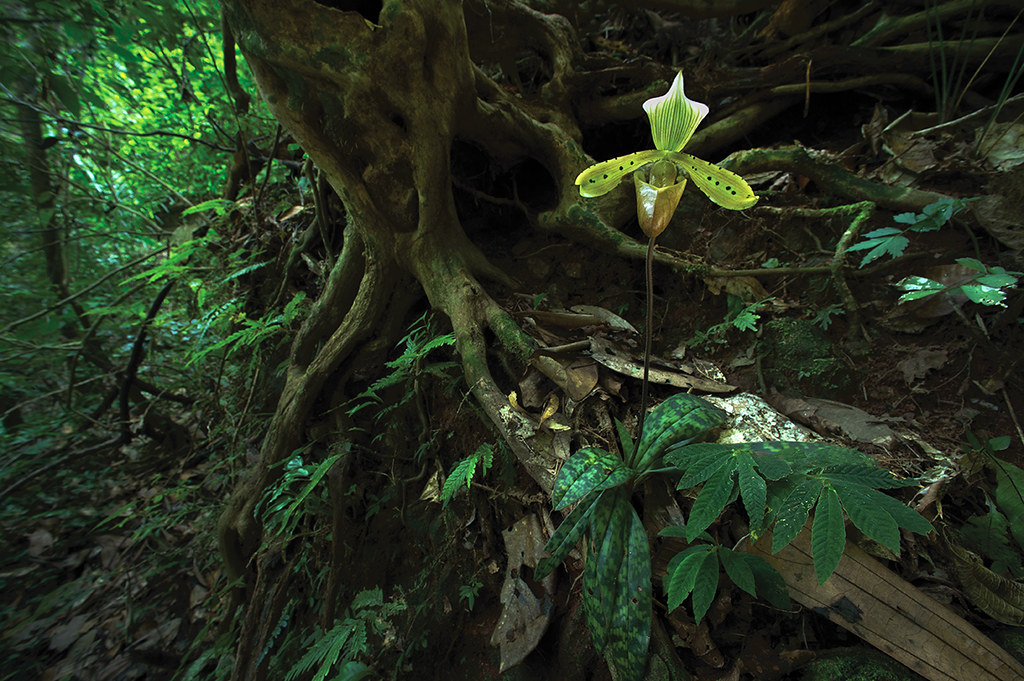 Paphiopedilum tonsum orchid plant care and culture | Travaldo's blog