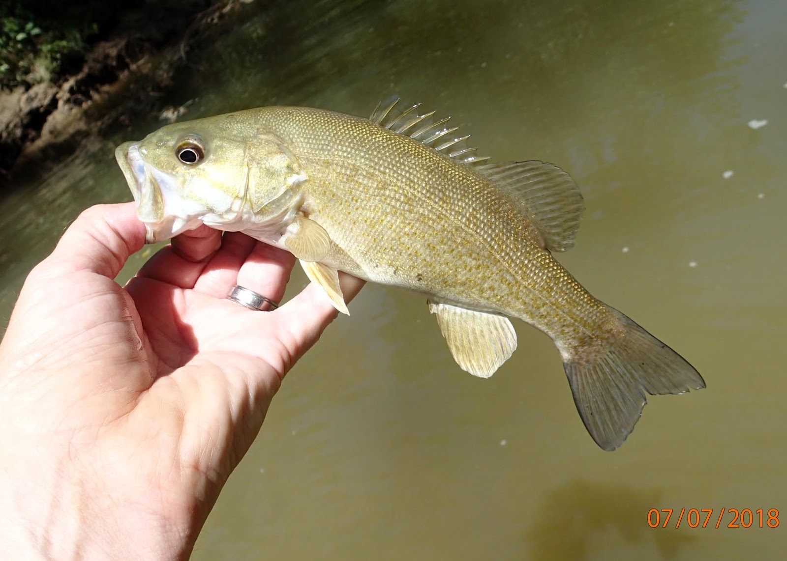 Bobcat Hollow Fly Fishing/Tying: 2018