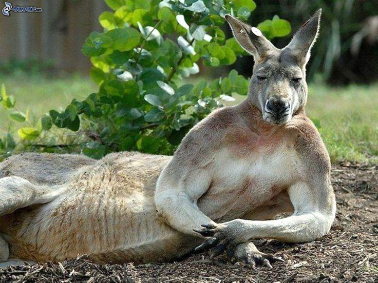 'Ripped' kangaroo goes viral in muscular chest stunning photos